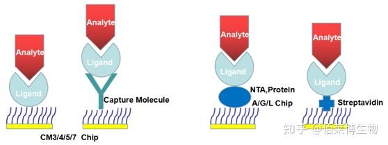 Biacore（SPR）生物分子相互作用技术 - 知乎