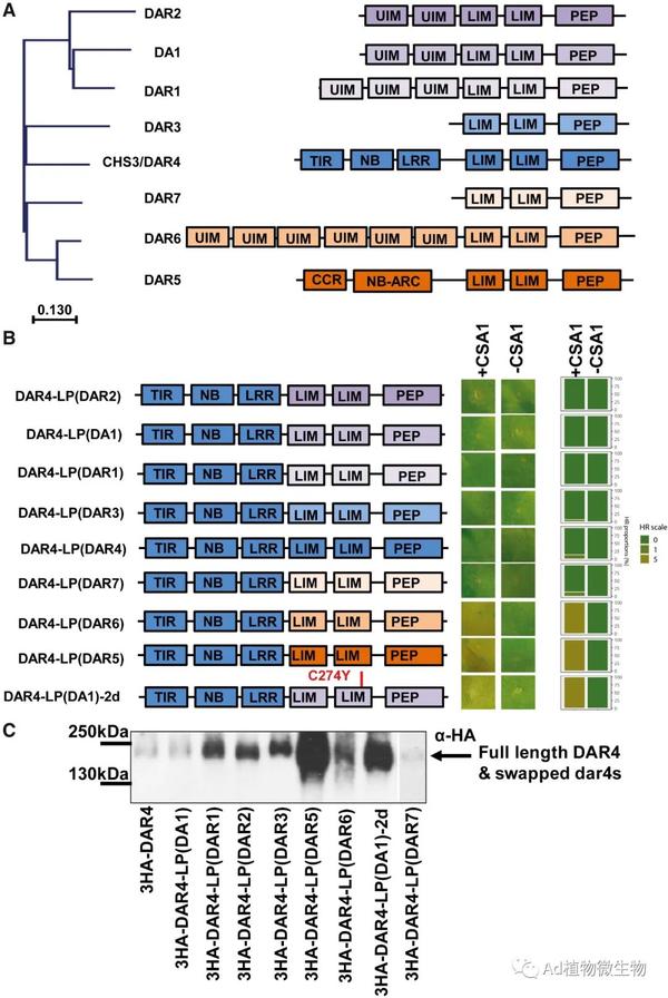 Cell Host & Microbe | 研究揭示拟南芥免疫激活的新机制！ - 知乎
