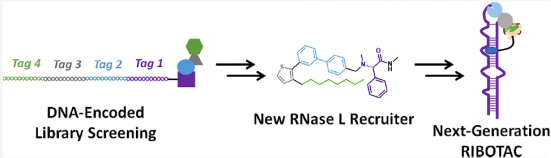 DELopen文献解读 | DEL Screening To Inform Design of a RiboTAC - 知乎