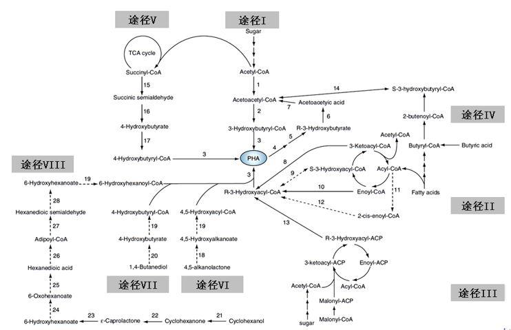 【连载】漫谈PHA(4)全自动细胞工厂——PHA的生物合成 - 知乎
