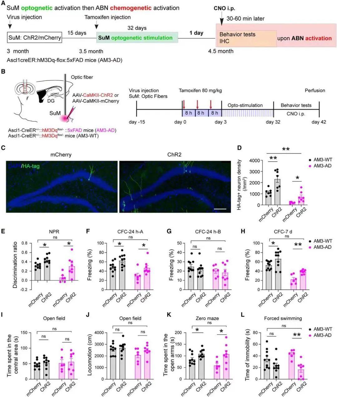 Cell Stem Cell：下丘脑调控成年海马新生神经元改善AD认知情感障碍 - 知乎