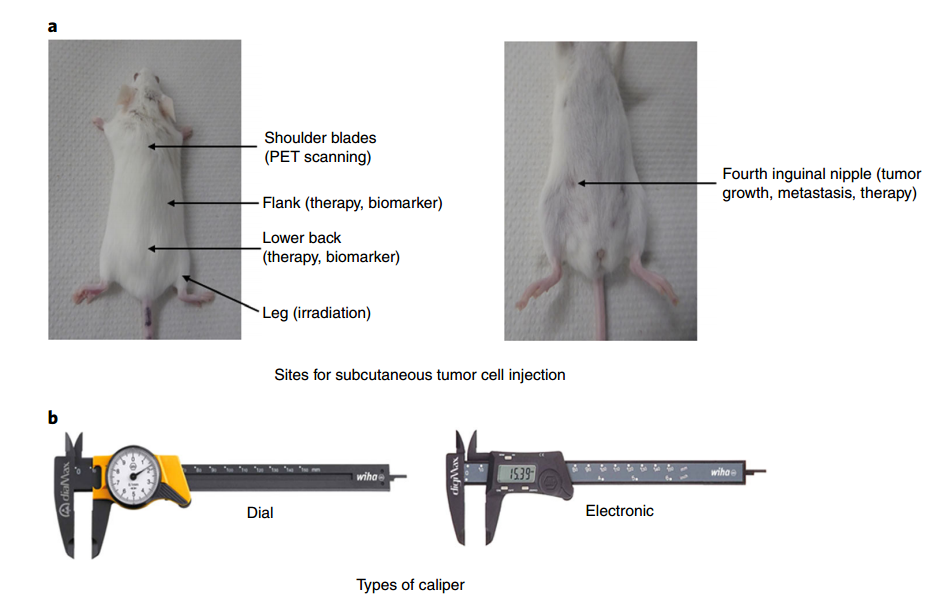 《Nature Protocols》精读：CDX模型在临床前癌症研究中的应用 - 知乎