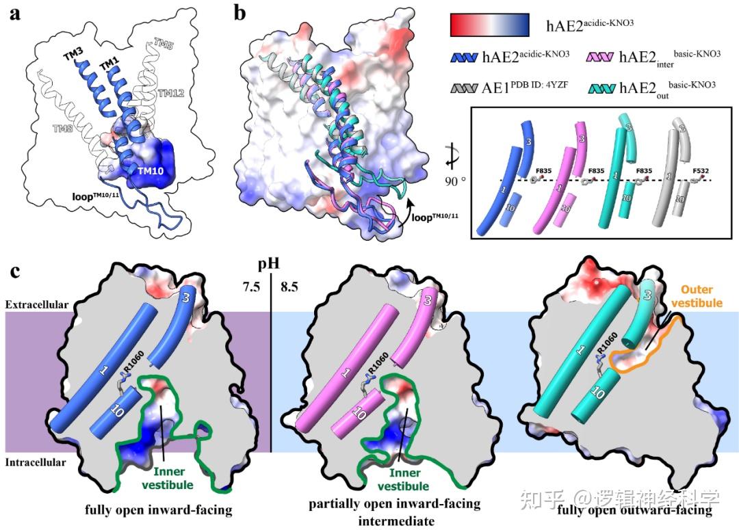 Nat Commun︱上海交通大学医学院曹禹团队揭秘AE2参与pH稳态调节的分子机制 - 知乎