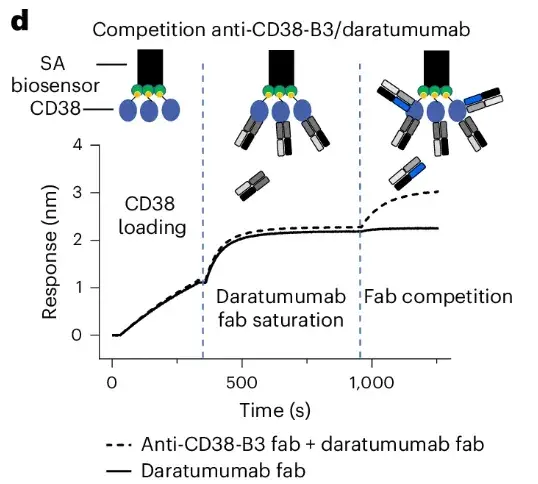 Ichnos Glenmark于《Nature Cancer》发布首款BCMA/CD38/CD3三特异性抗体ISB 2001的临床前研究数据 - 知乎