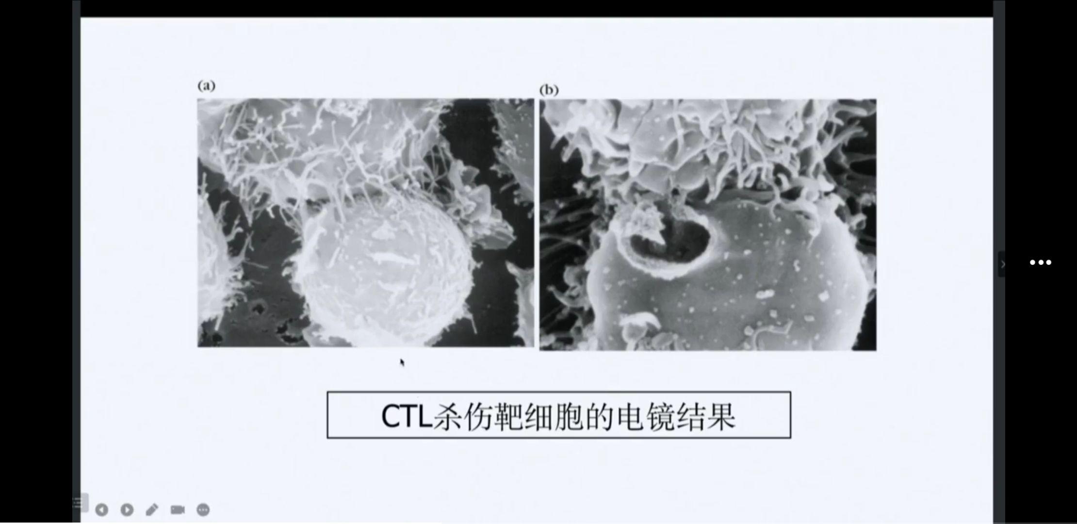细胞免疫科普 - 知乎
