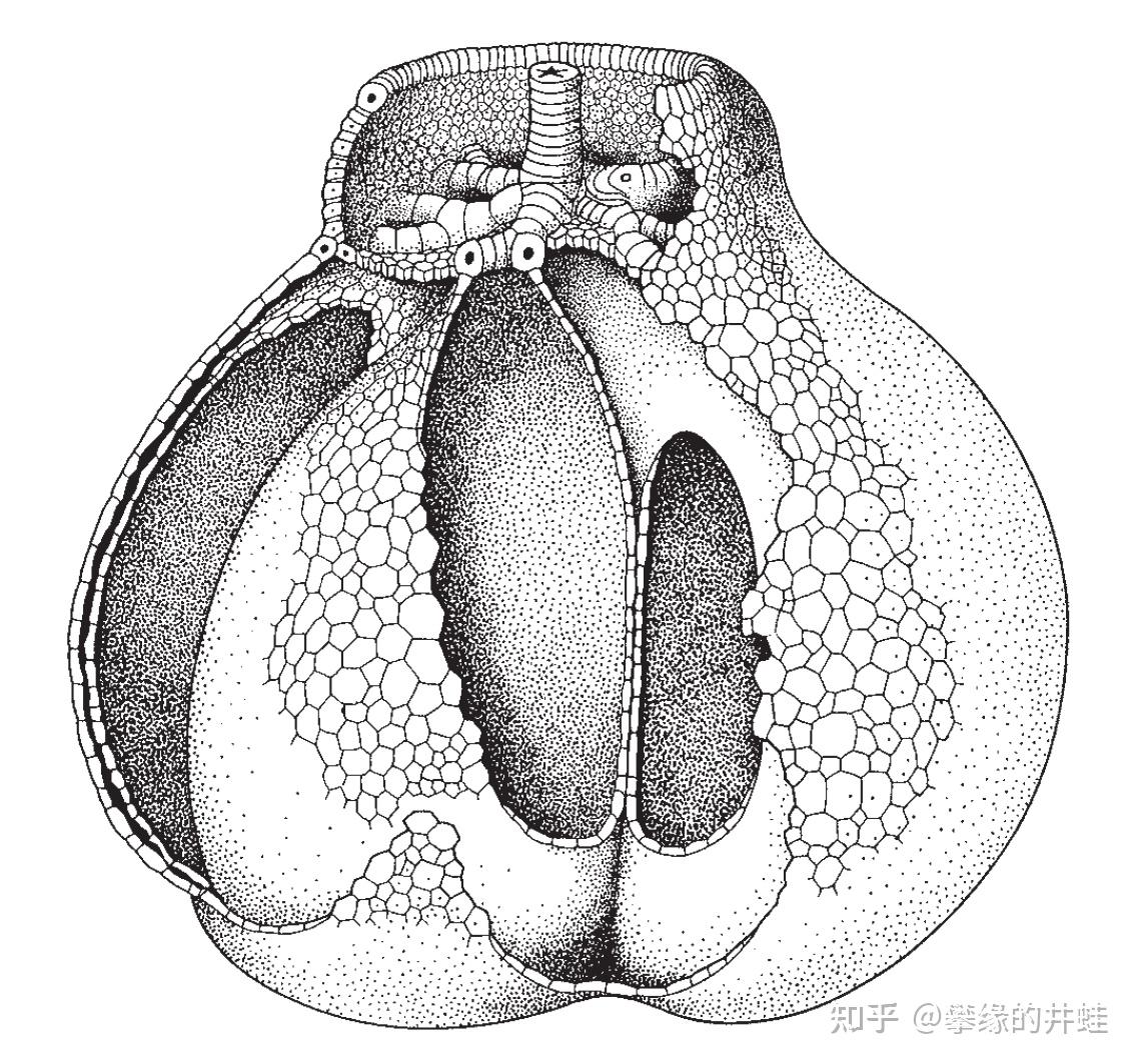 【地球演义】第二百七十四回 异界来客7：Alura Une - 知乎