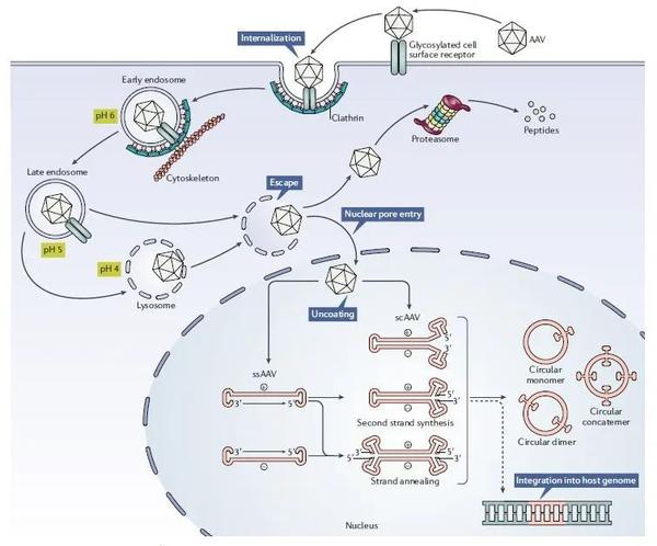 杰论系列 | AAV载体基因治疗药物的免疫原性研究 - 知乎
