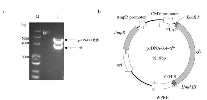 论文荐读|江南大学白仲虎团队：Expi293F表达重组鲎 C 因子用于荧光法内毒素检测 - 知乎