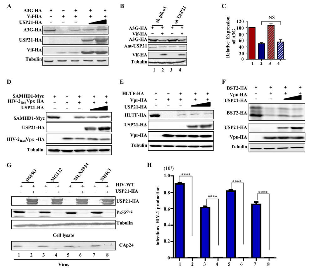 去泛素化酶USP21通过下调Tat表达抑制HIV-1复制 - 知乎