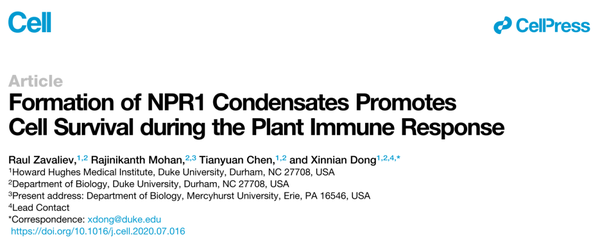 Cell 突破！董欣年团队揭示植物免疫反应调控新机制：NPR1形成凝聚体，促进细胞存活 - 知乎