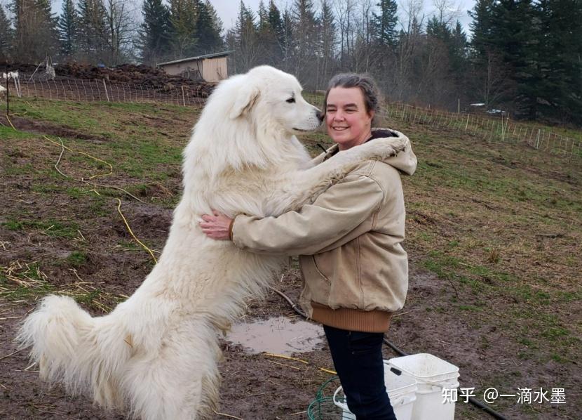 2022盘点世界上体型最大的15只狗狗，比人还高、堪称巨无霸 - 知乎