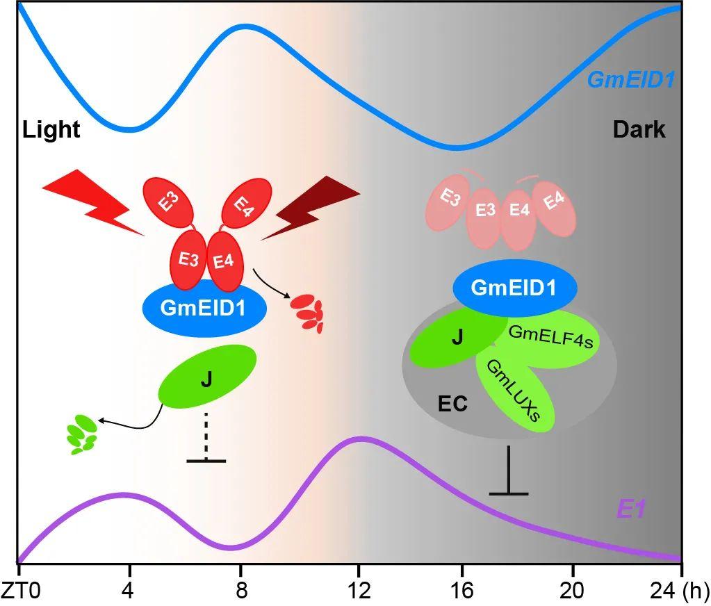 PNAS | 刘斌/孔凡江合作揭示GmEID1调控大豆开花时间和产量的新机制 - 知乎