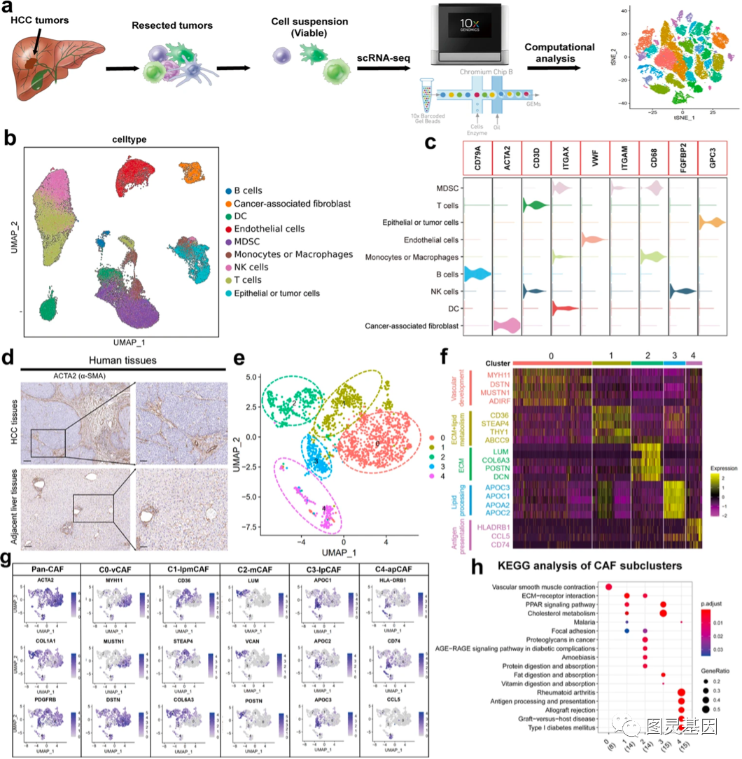 Cell Discov ｜ CD36+癌细胞抑制巨噬细胞迁移为肝癌提供免疫抑制微环境 - 知乎