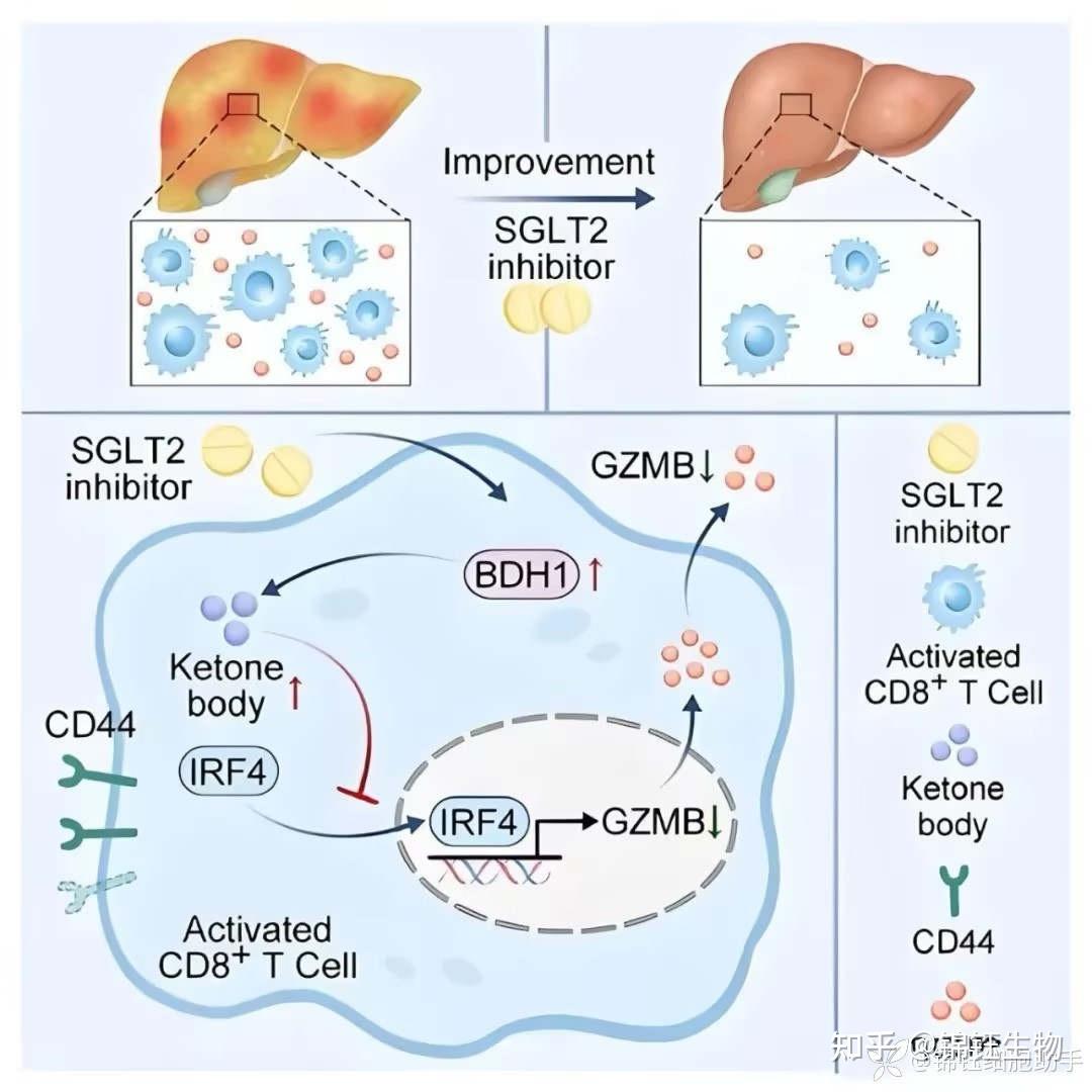 CD8+T细胞知识分享 - 知乎