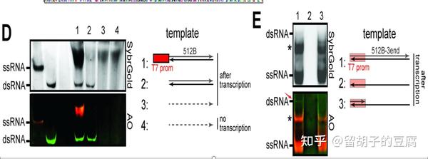 探究IVT反应副产物dsRNA的形成和免疫原性 - 知乎