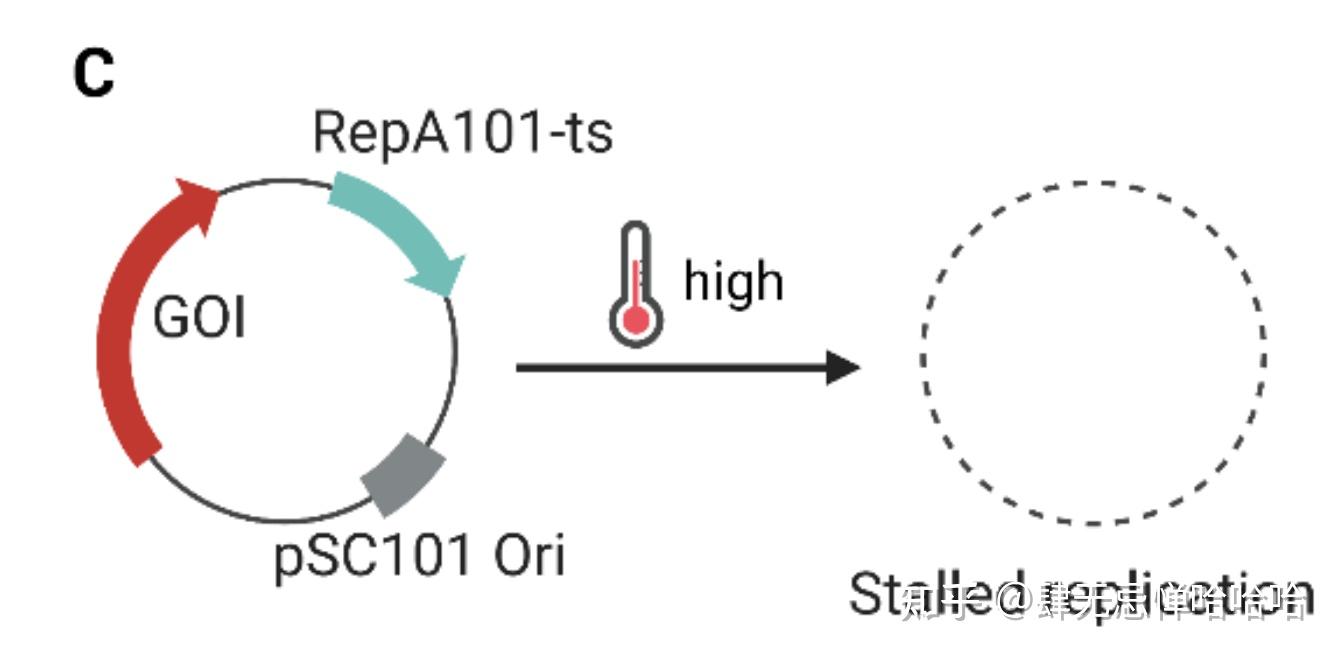 PSC101质粒-温敏型 - 知乎