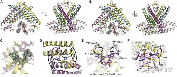 论文分享｜北京化工大学首篇Cell，揭示噬菌体抑制和逃逸细菌CBASS免疫系统的分子机制 - 知乎
