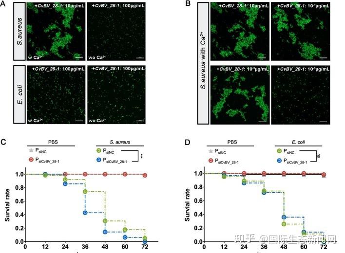 农学院陈学新教授团队揭示寄生蜂共生病毒双向调节寄主免疫的新机制 - 知乎