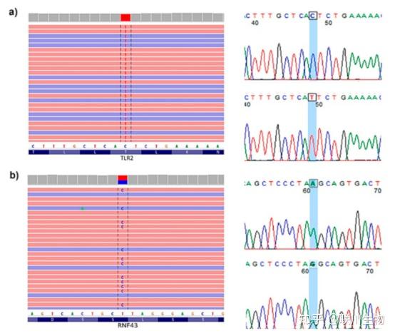 IGV、Tablet、Samtools——比对可视化怎么做？ - 知乎