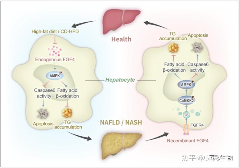 FGF4：降糖潜在靶标 - 知乎