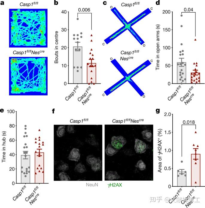 【Nature论文拆解】 AIM2炎症小体通过监视和清除细胞DNA损伤调节神经发育 - 知乎