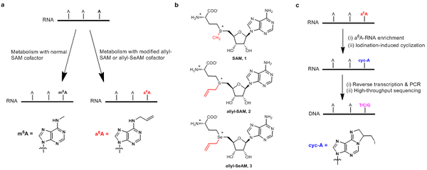 Nat Chem Bio背靠背 | 新的m6A高通量测序方法 - 知乎