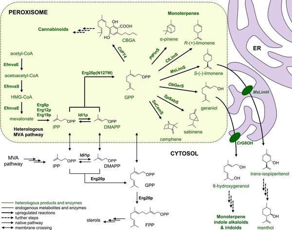 EvodiaBio巧用精密发酵技术生香润味，开启无香型啤酒市场新征程 - 知乎