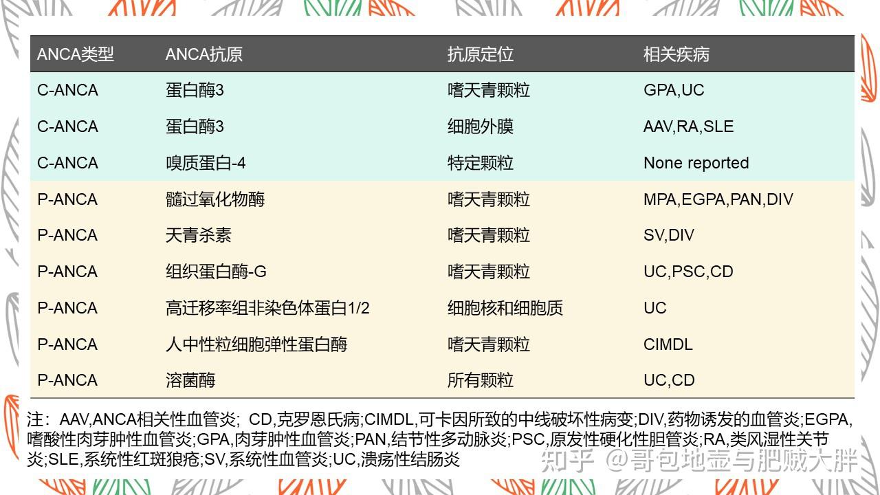 关于ANCA你能了解多少：第一话 - 知乎