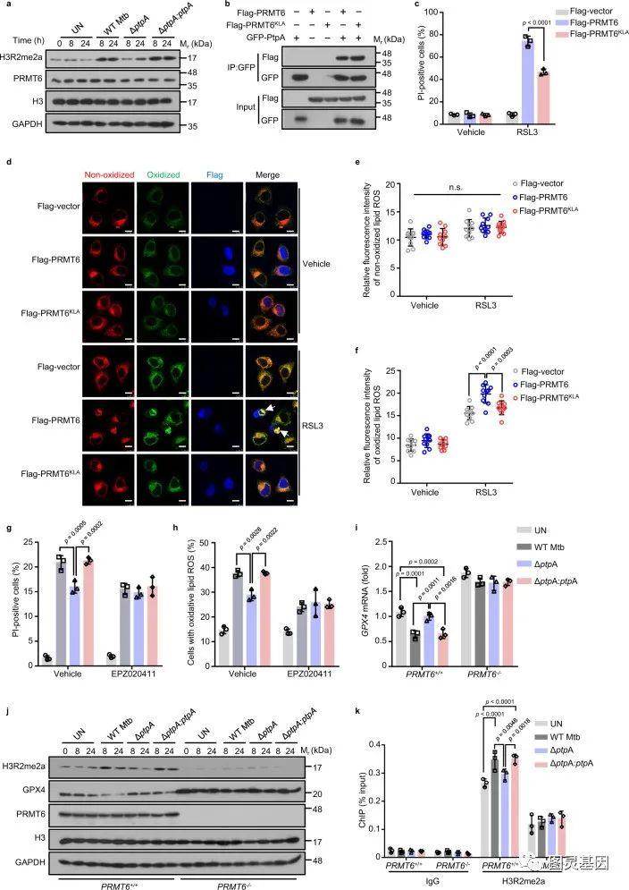 Nat Comm | 中科院美女科学家团队发现病原体诱导宿主细胞铁死亡机制 - 知乎