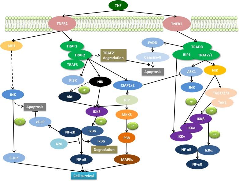 靶标 | 利用TNFR2拮抗剂消除肿瘤 - 知乎