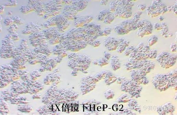 RAW 264.7、Hep-G2、H9c2细胞培养常见问题总结 - 知乎