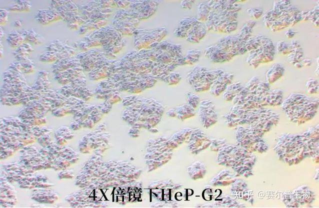 RAW 264.7、Hep-G2、H9c2细胞培养常见问题总结 - 知乎