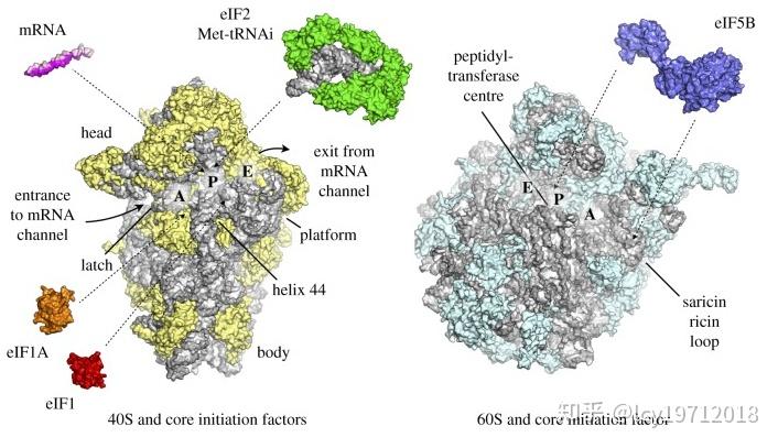 蛋白质翻译的起始阶段（一） - 知乎