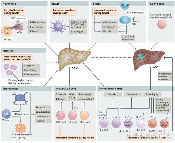 Systemic Immunity in NAFLD&NASH : Total Solution All in One - 知乎