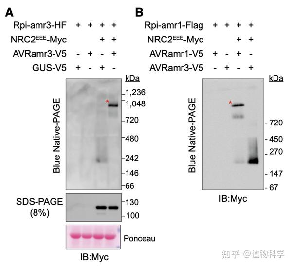 EMBO J 一作详解 | 英国TSL研究所Jonathan Jones组发现植物辅助型抗病蛋白(Helper NLR)激活机制 - 知乎