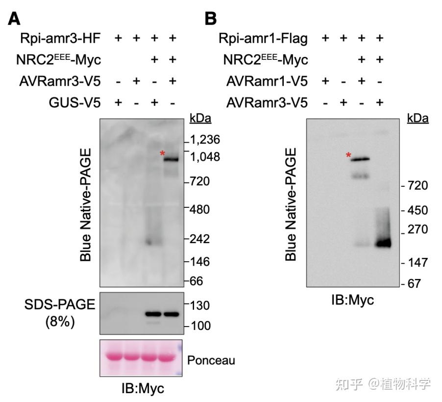 EMBO J 一作详解 | 英国TSL研究所Jonathan Jones组发现植物辅助型抗病蛋白(Helper NLR)激活机制 - 知乎