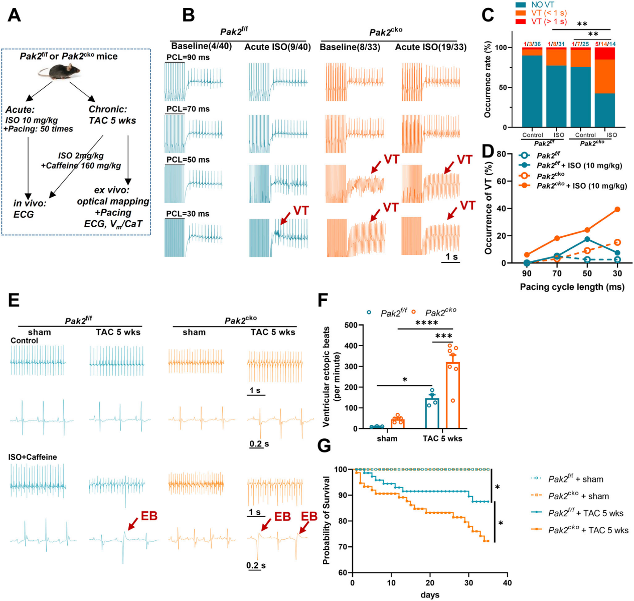 P21活化激酶2（Pak2）作为与心脏肾上腺素能应激和肥厚相关的室性心动过速的新靶点 - 知乎
