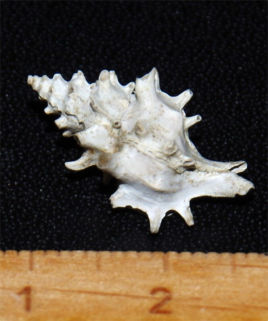 珊瑚螺亚科：废墟上盛开的永生花 - 知乎