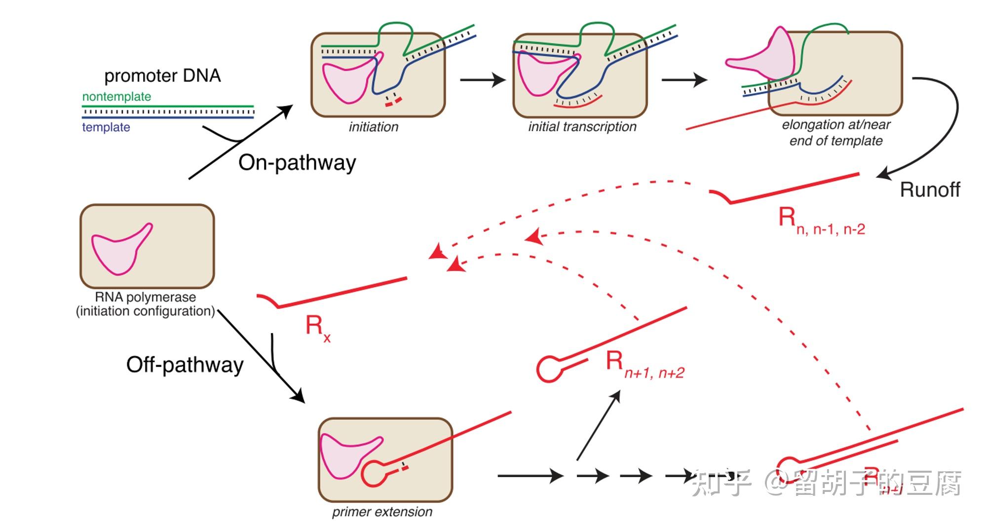 mRNA合成|In Vitro Transcription并非想象的那么简单 - 知乎