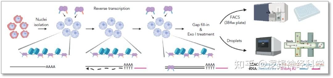 Nat Methods︱南方科技大学陈曦/靳文菲团队开发单细胞多模态组学技术ISSAAC-seq - 知乎