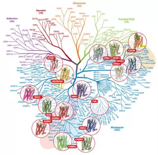 基于GPCR家族的抗体研发现状和展望 - 知乎