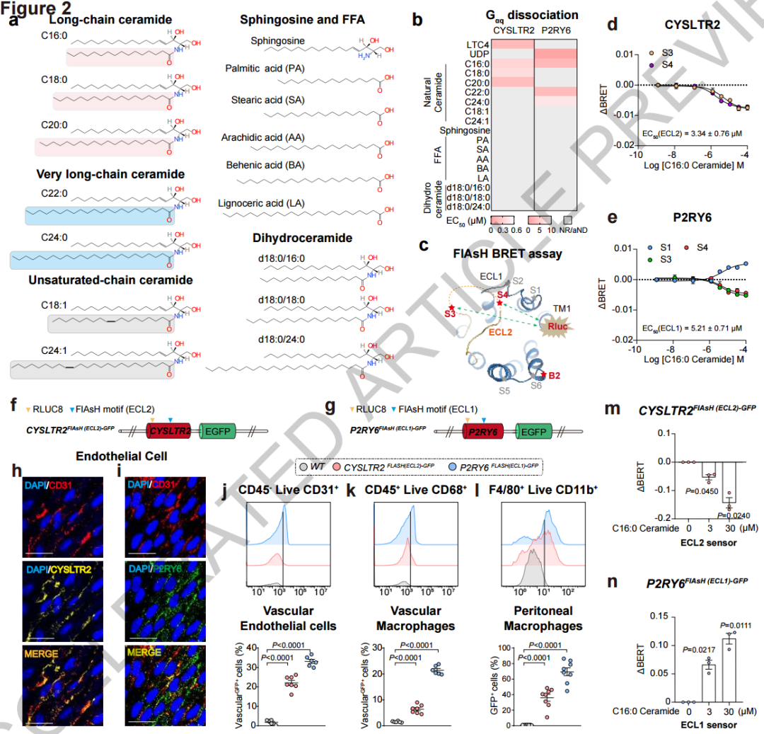 Nature丨发现动脉粥样硬化全新治疗靶点，神经酰胺受体结构首揭 - 知乎