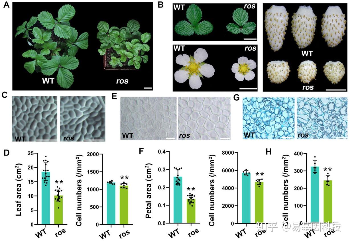 易基因： WGBS等揭示DNA甲基化调控林地草莓植株高度和果实大小的分子机制｜植物发育 - 知乎