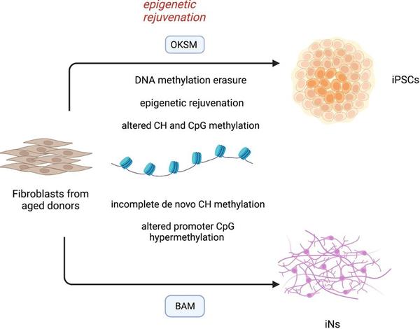 Front aging neurosci-衰老特征对iPSC衍生以及重编程神经元的影响 - 知乎
