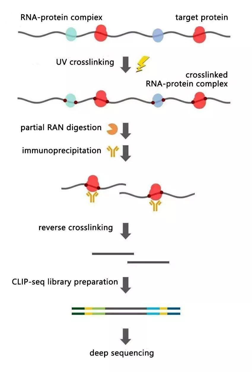 lncRNA研究中的靠谱实验方法归纳！ - 知乎
