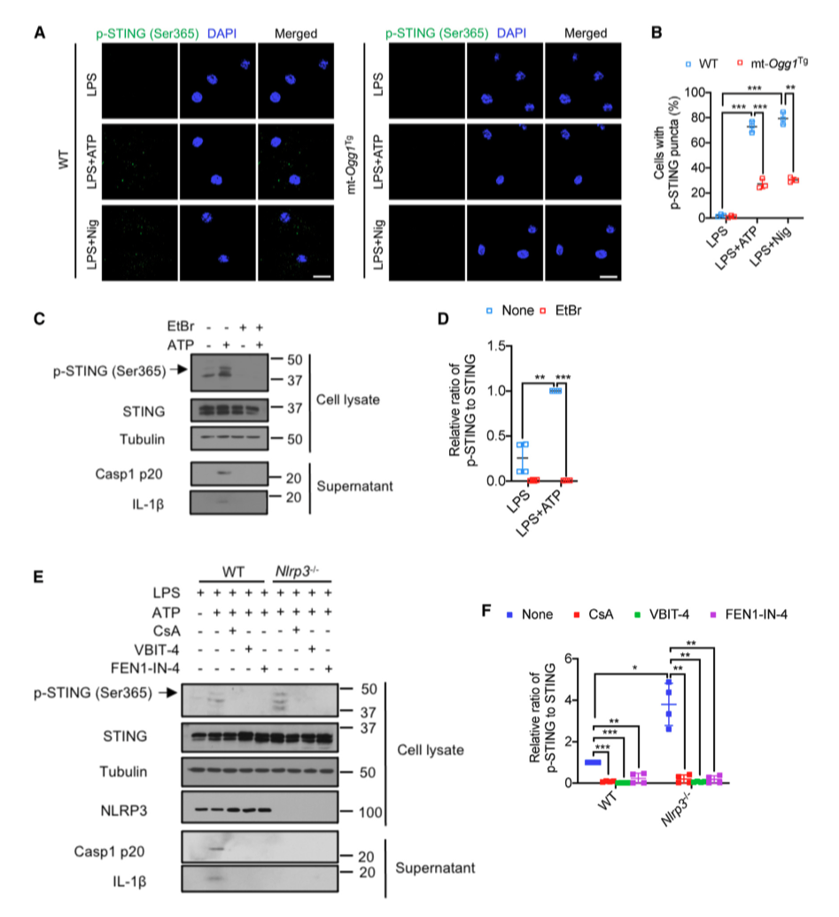 Immunity丨mtDNA如何释放以及点燃“自体炎症之火” - 知乎
