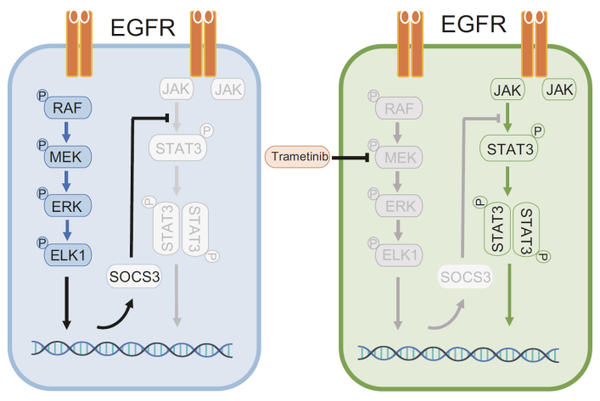 Cell Death Dis︱李恩民/许丽艳课题组发现阻断STAT3信号通路可增强MEK抑制剂在食管鳞癌治疗的有效性 - 知乎