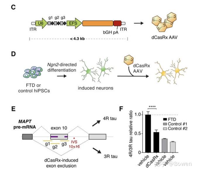 CRISPR-Cas13系统的分类、功能及应用 - 知乎