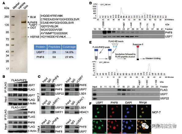 USP7稳定组蛋白去甲基化酶PHF8促进乳腺癌的发生 - 知乎