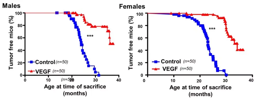 VEGF靶向药物革新 - 知乎